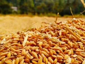 The Wheat And The Tares – Cartersville church of Christ